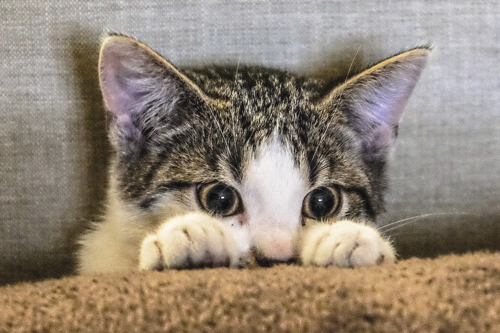 How To Stop Your Cat Scratching The Furniture – Cute Cats Store