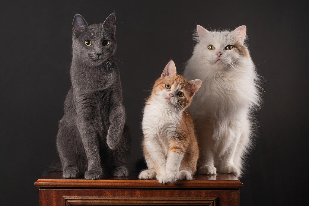 Benefits Of Having A Cat – Cute Cats Store