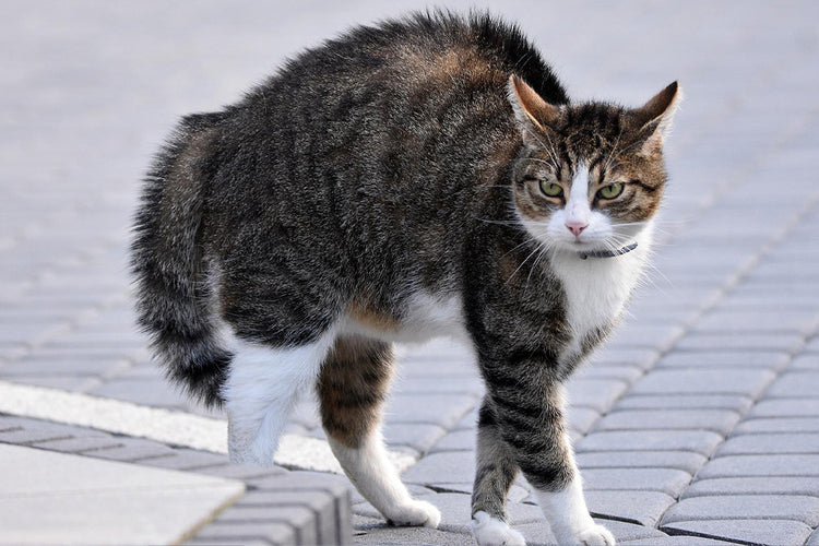 Cat Tail Gestures Significance – Cute Cats Store